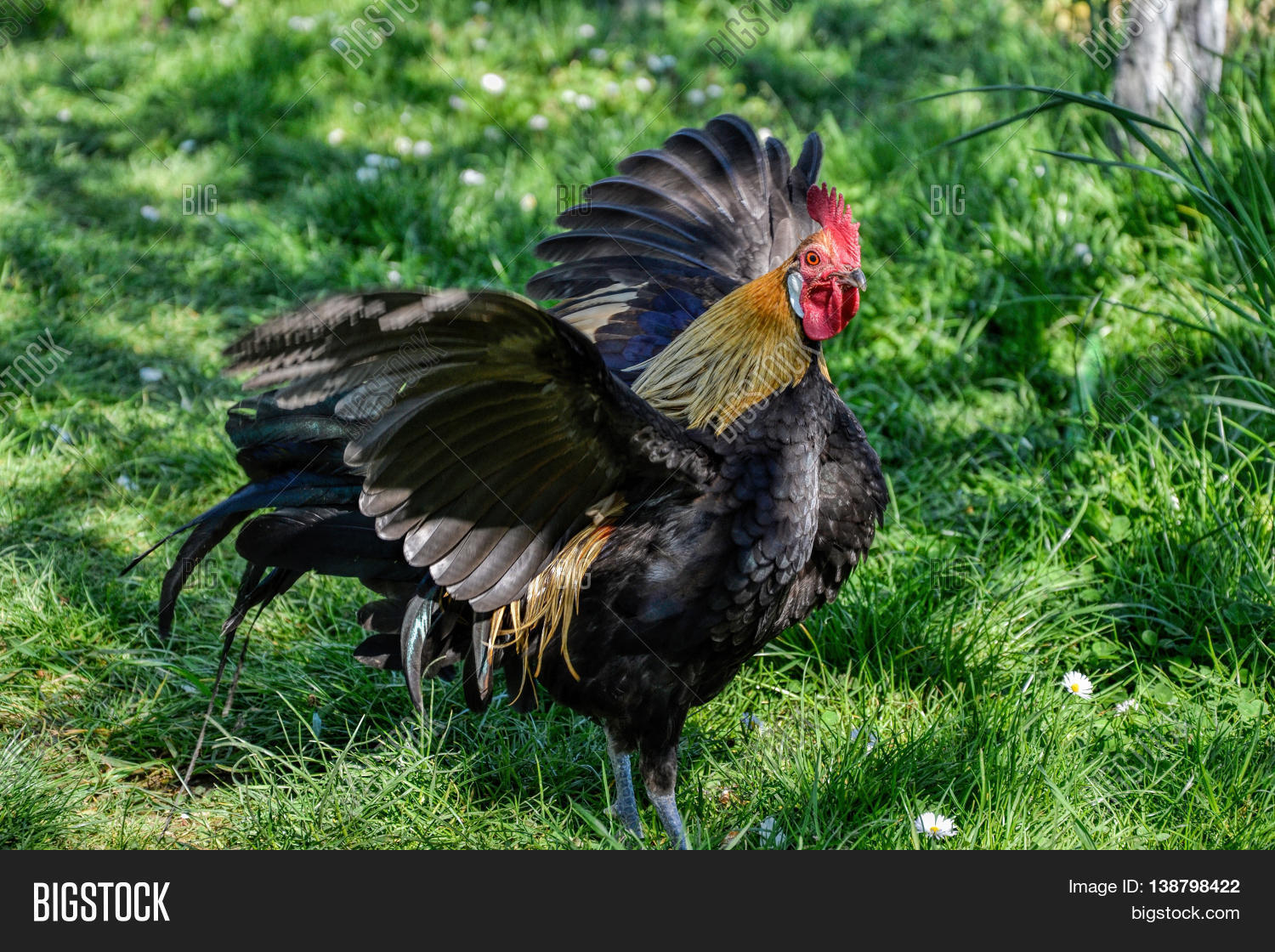 Phoenix Rooster Image & Photo (Free Trial) | Bigstock