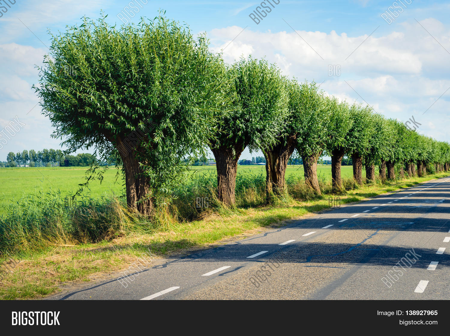 Row Pollard Willows On Image & Photo (Free Trial) | Bigstock