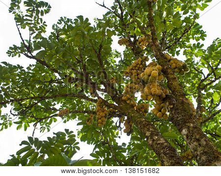 Many Fruit On Tree Image & Photo (Free Trial) | Bigstock