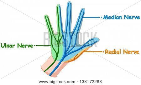 Diagram Showing Hand Vector & Photo (Free Trial) | Bigstock