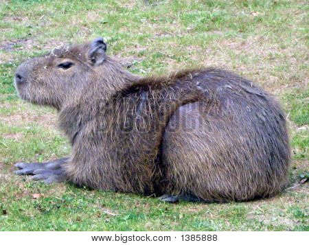 Capybara. South Image & Photo (Free Trial) | Bigstock