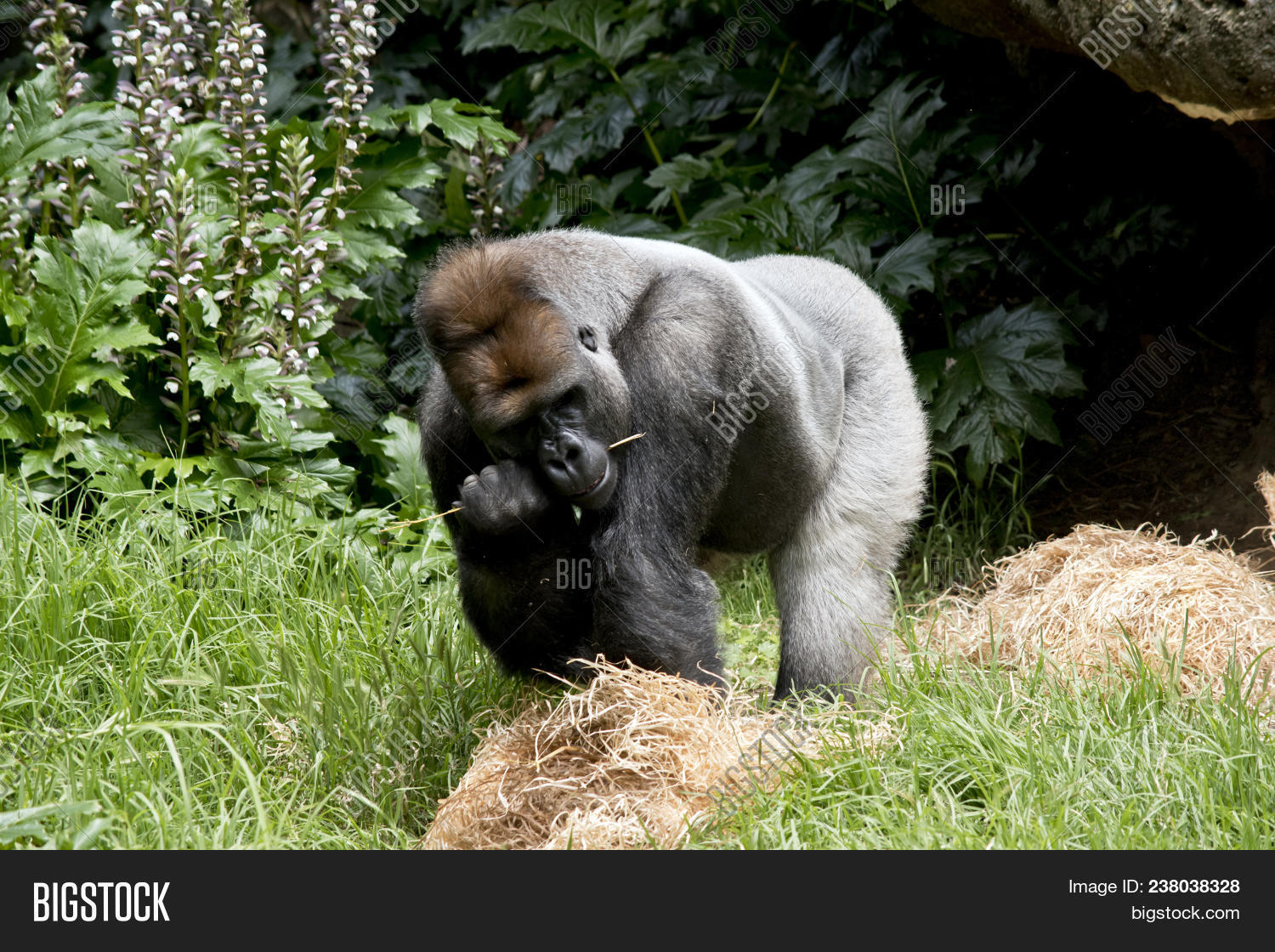 Silverback Gorilla Image & Photo (Free Trial) | Bigstock