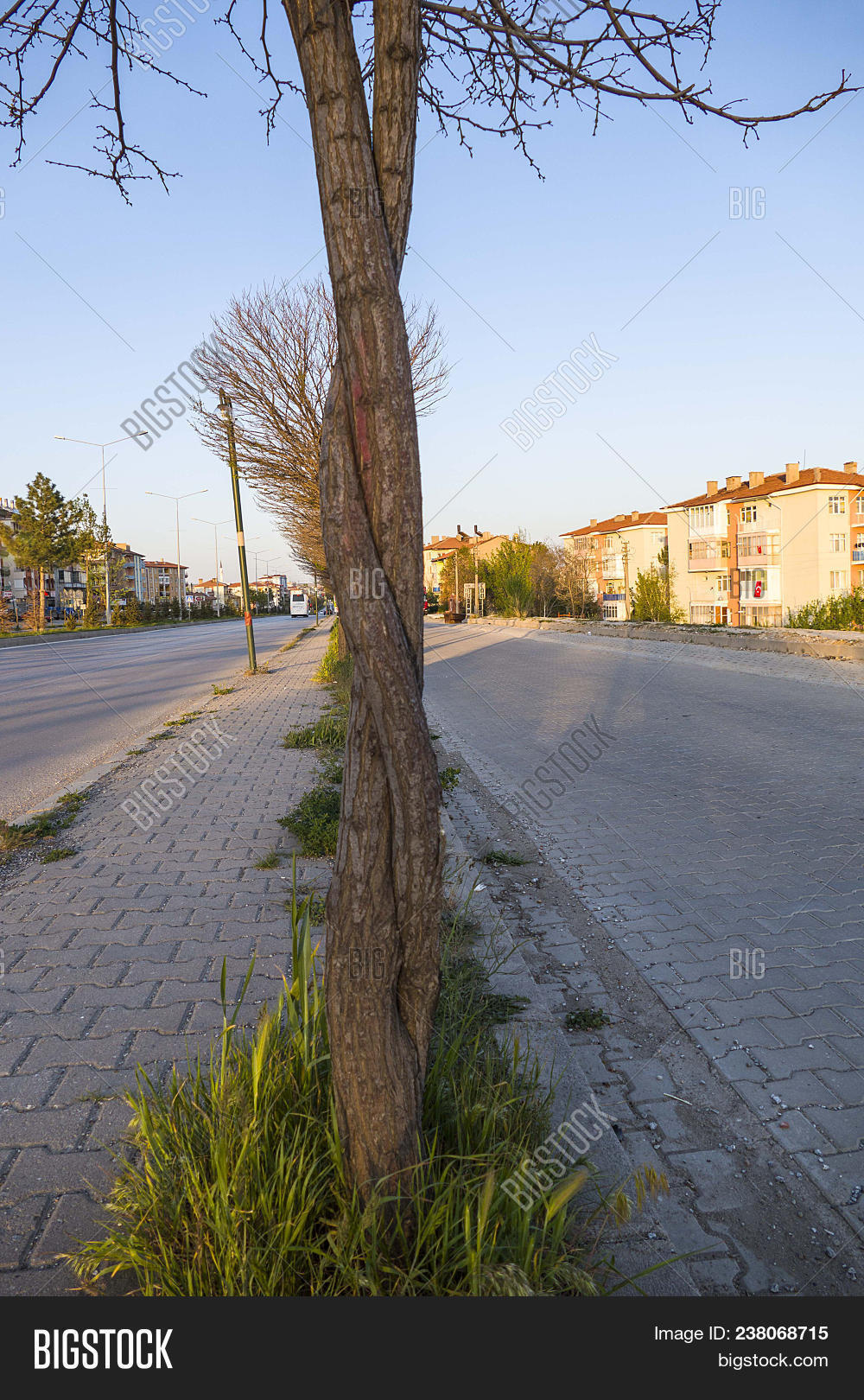 Interesting Trees Image & Photo (Free Trial) | Bigstock