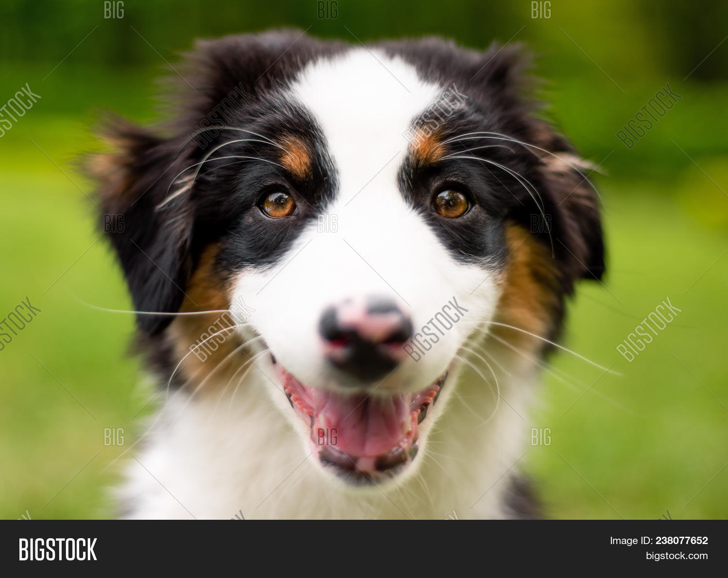 Happy Aussie On Meadow Image & Photo (Free Trial) | Bigstock