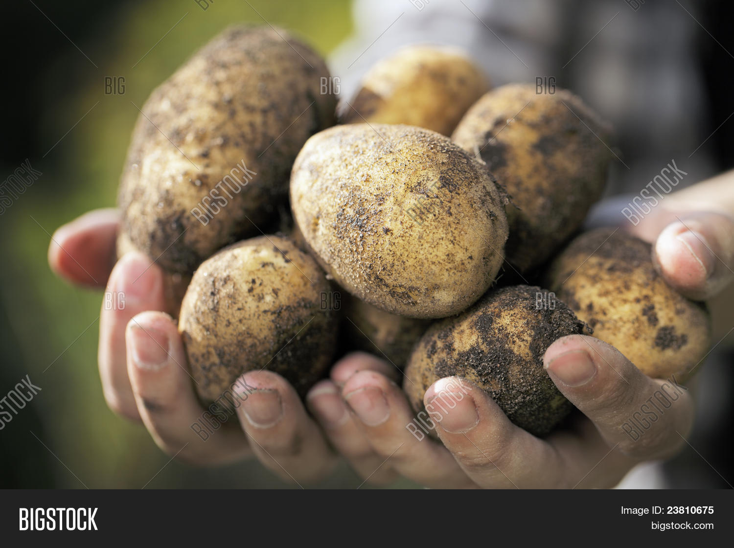 Imagen y foto Cosecha De Papas (prueba gratis) | Bigstock