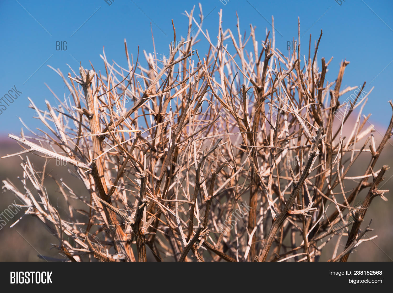 Haloxylon. Saxaul Tree Image & Photo (Free Trial) | Bigstock