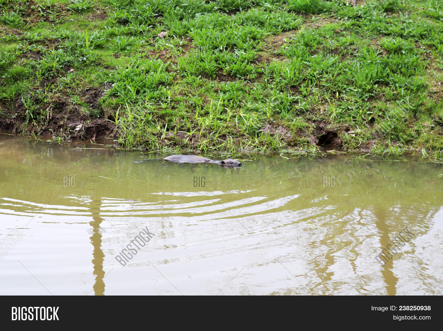 Brown Wet Wild Sharp Image & Photo (Free Trial) | Bigstock