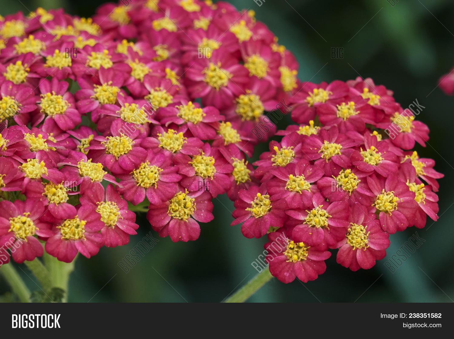 Achillea Millefolium Image & Photo (Free Trial) | Bigstock