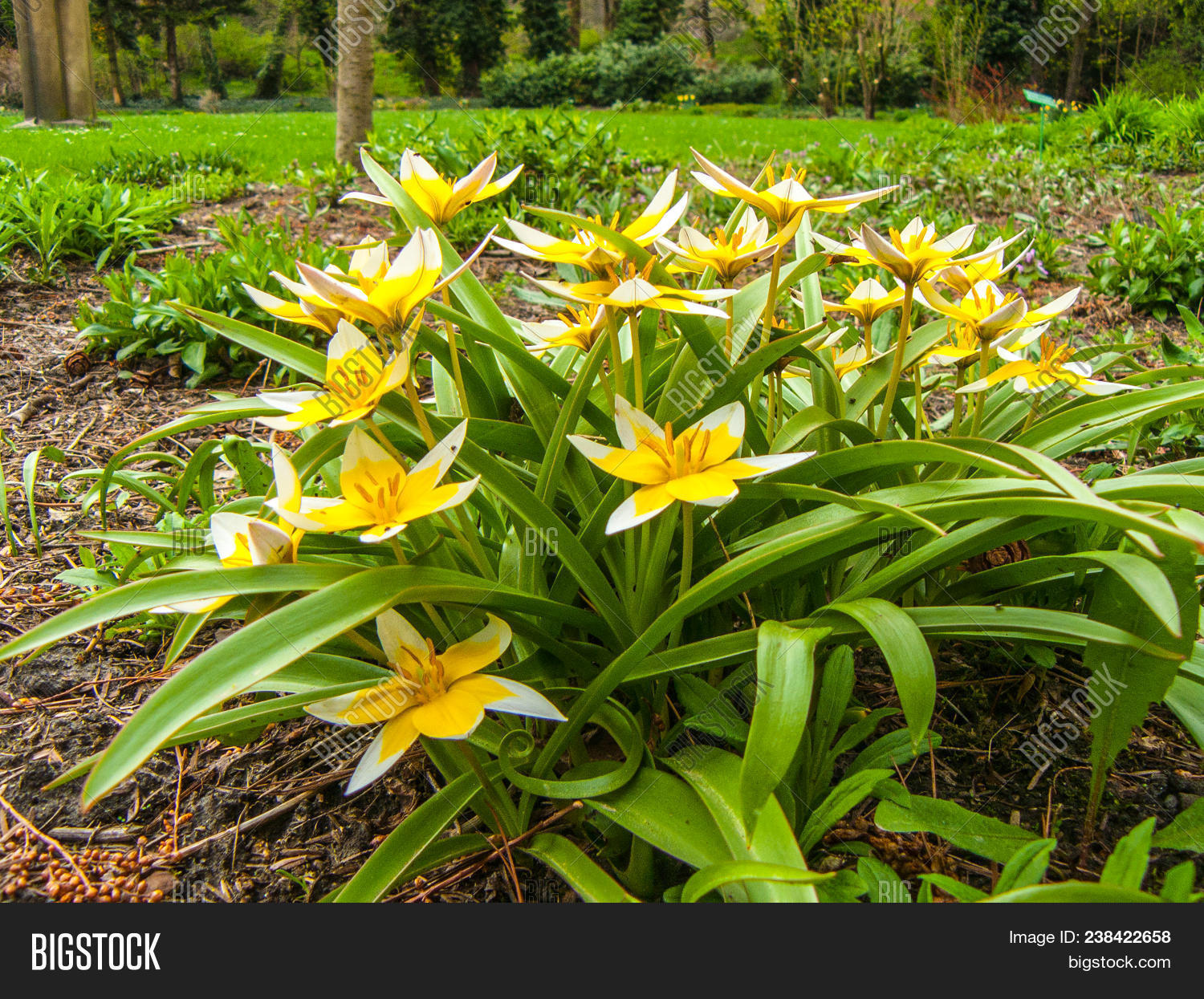 Tulip Late. Bulb Image & Photo (Free Trial) | Bigstock