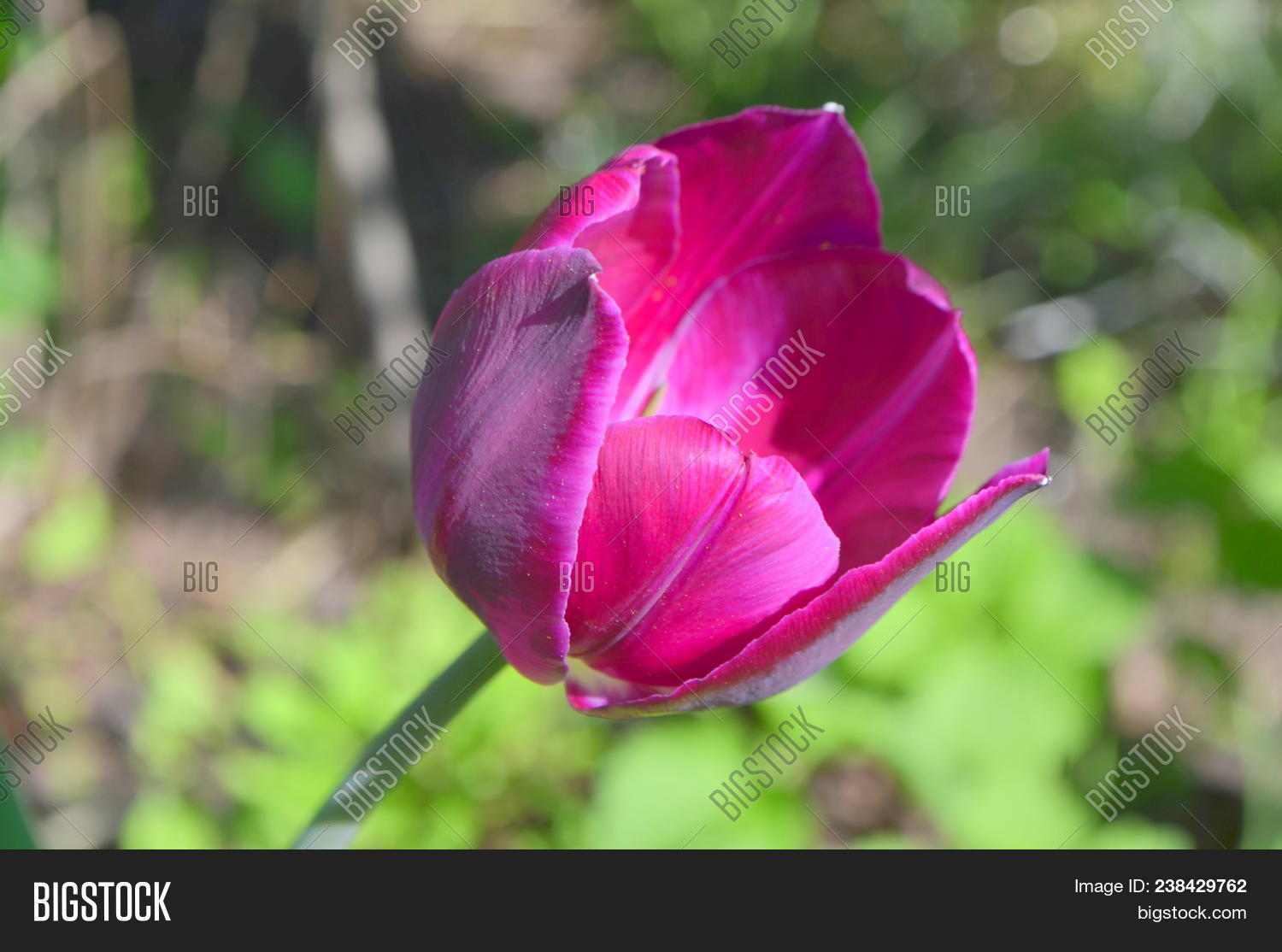 Beautiful Purple Tulip Image & Photo (Free Trial) | Bigstock