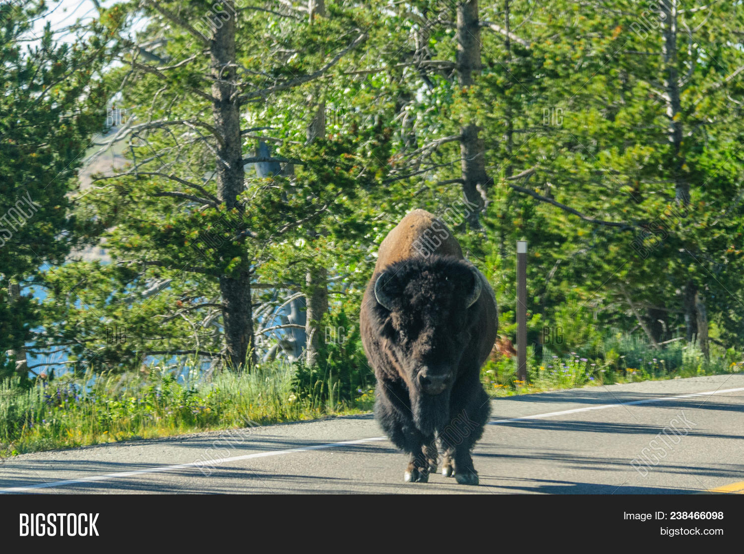 Bison Slowly Crossing Image & Photo (Free Trial) | Bigstock