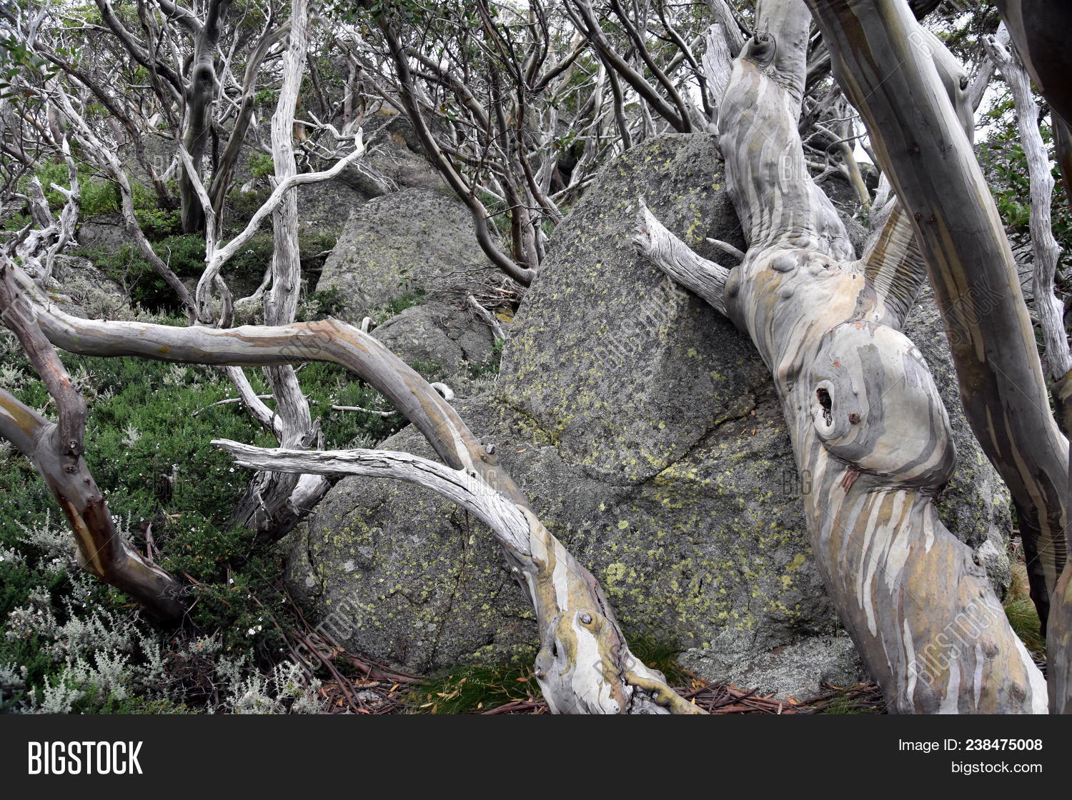 Twisted Roots Dead Image & Photo (Free Trial) | Bigstock
