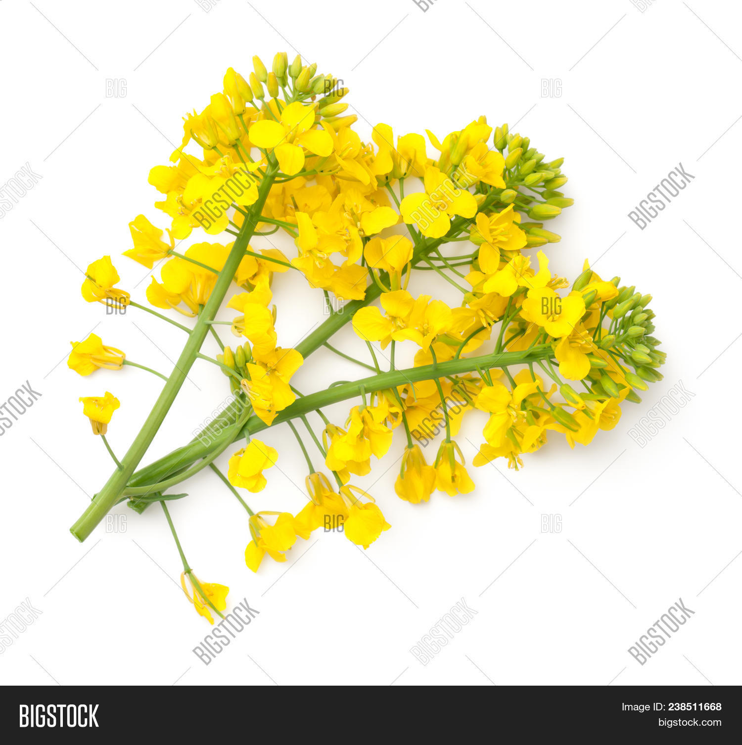 Rapeseed Blossom Image & Photo (Free Trial) | Bigstock