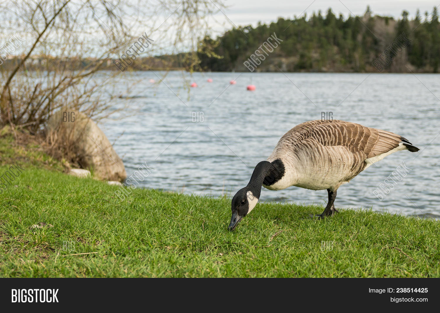 Wild Goose Geese Image & Photo (Free Trial) | Bigstock