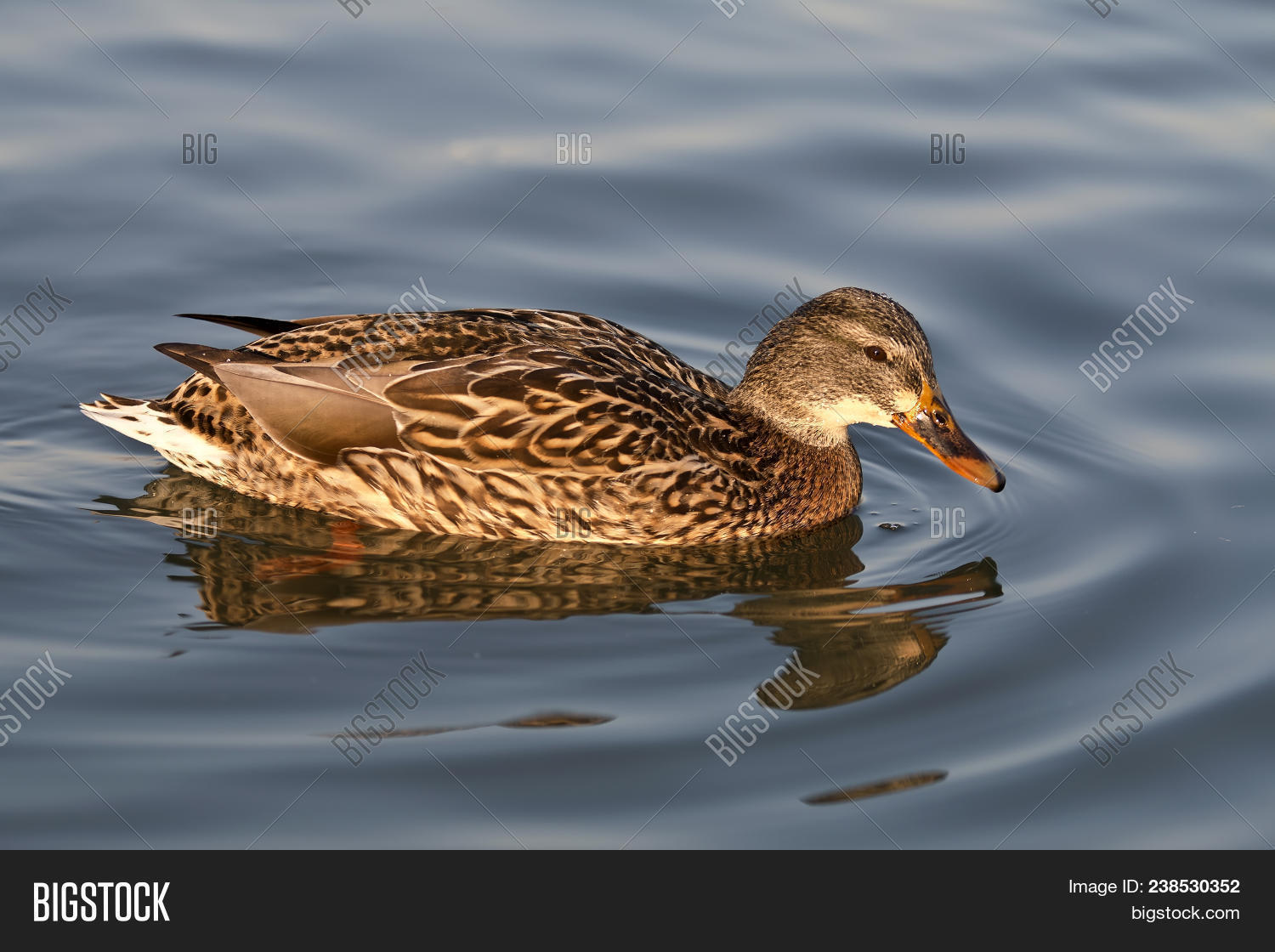 Close Image Female Image & Photo (Free Trial) | Bigstock