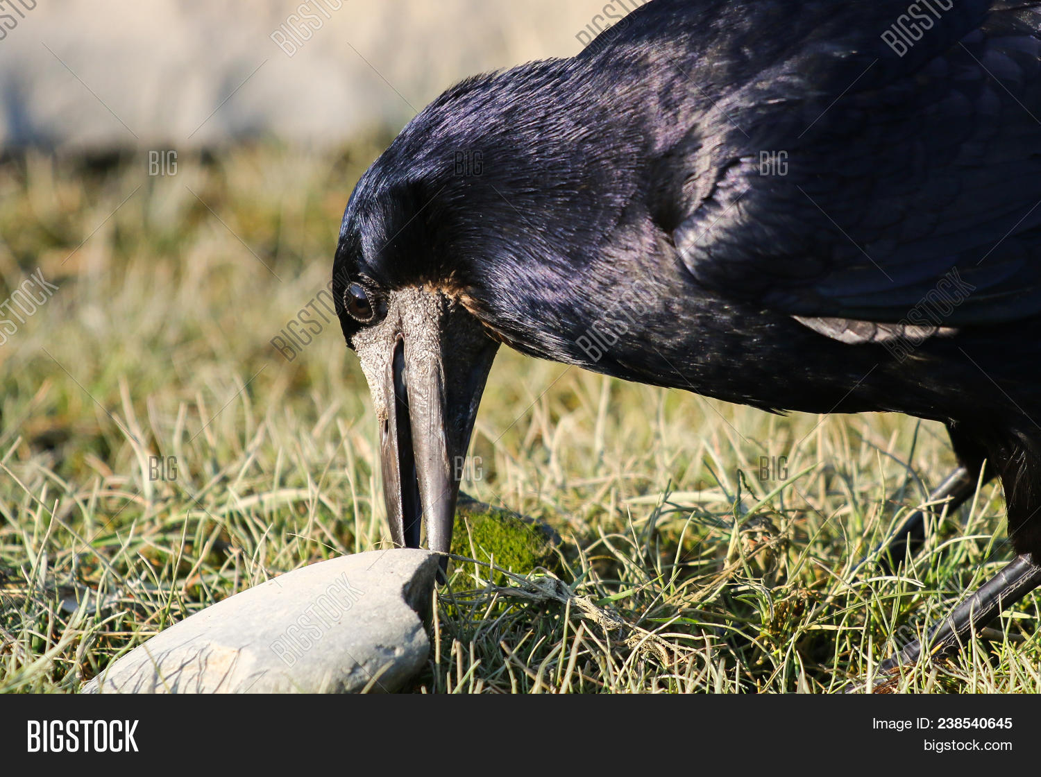 Rook Turning Over Rock Image & Photo (Free Trial) | Bigstock