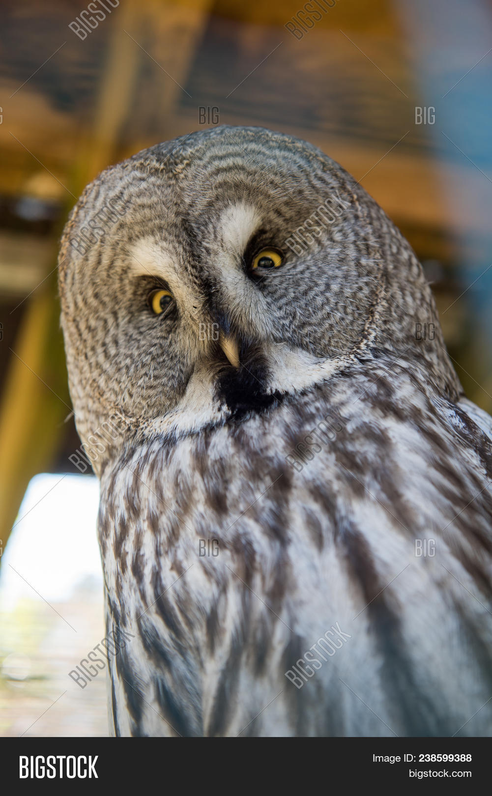 Portrait Great Grey Image & Photo (Free Trial) | Bigstock
