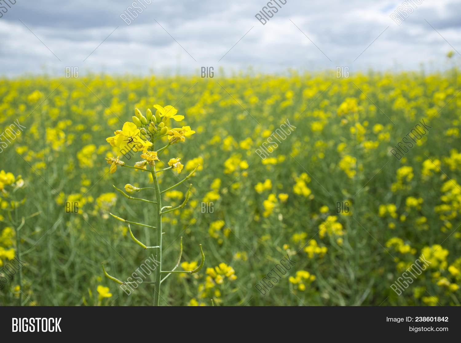 Rapeseed Brassica Image & Photo (Free Trial) | Bigstock