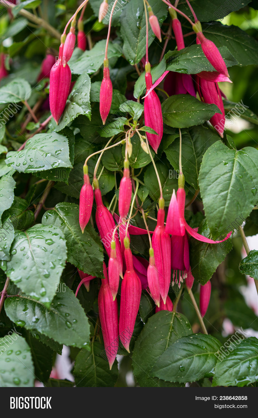 Blooming Red Fuchsia Image & Photo (Free Trial) | Bigstock