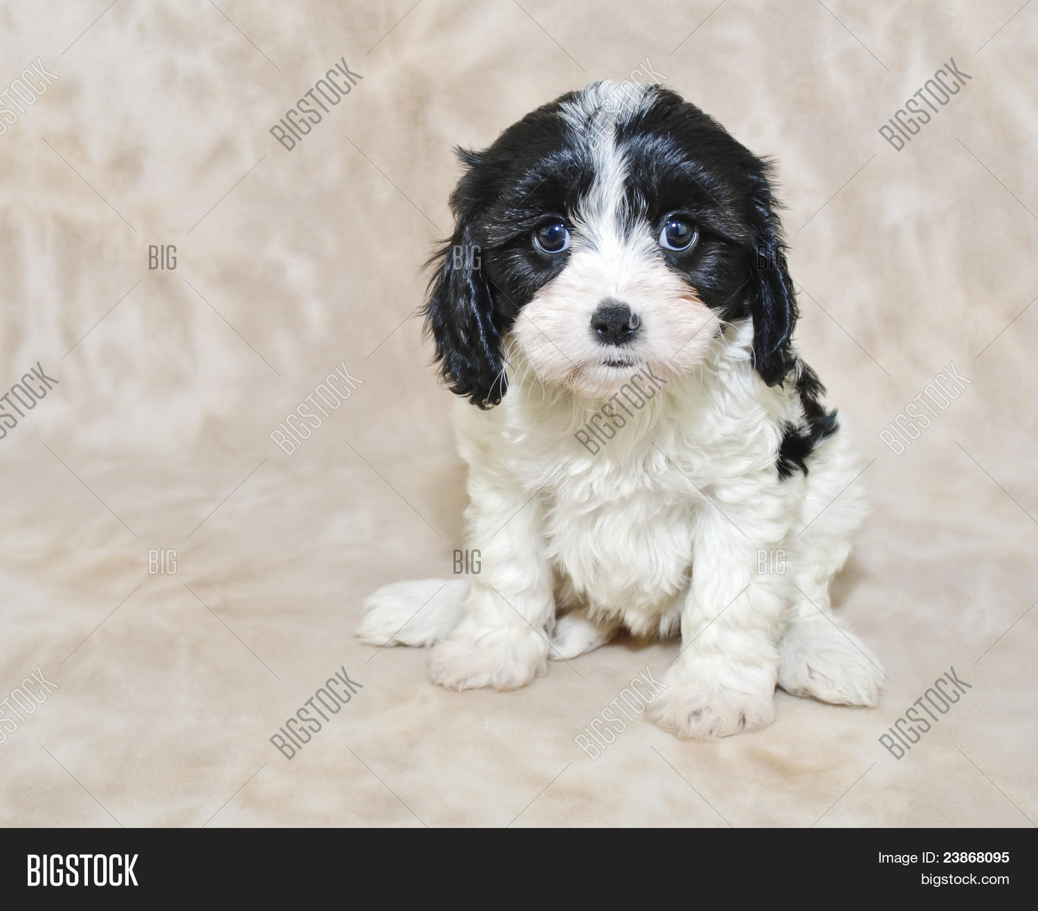 Black White Cavachon Image & Photo (Free Trial) | Bigstock