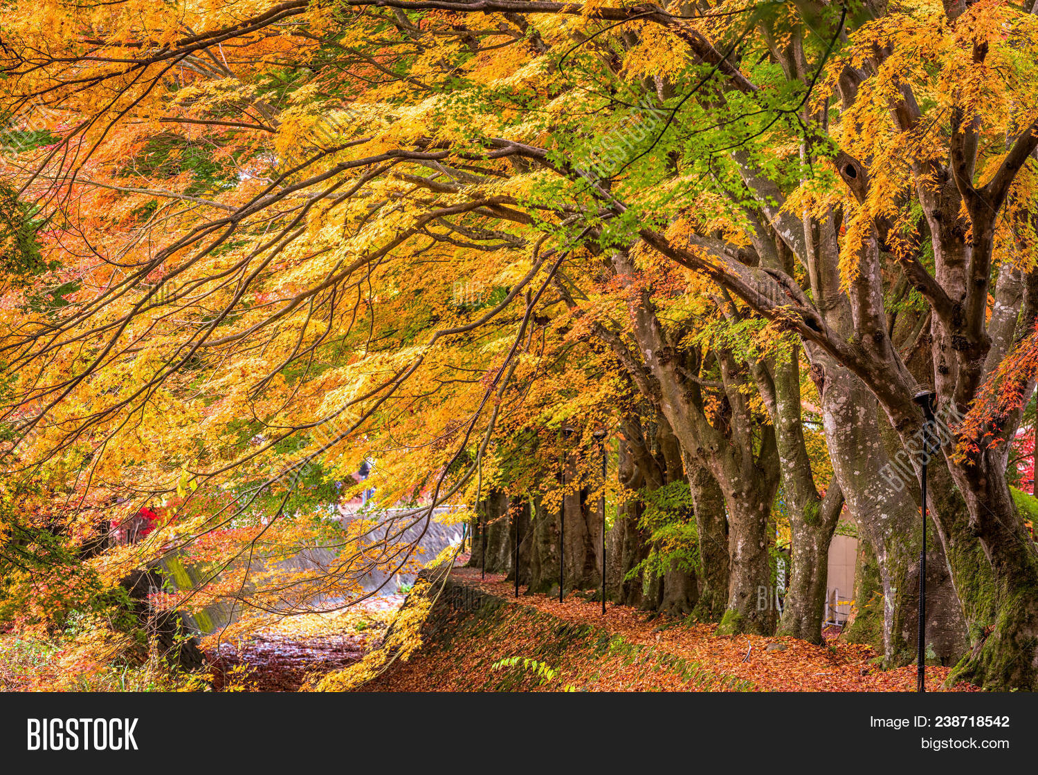 Maple Corridor Near Image & Photo (Free Trial) | Bigstock