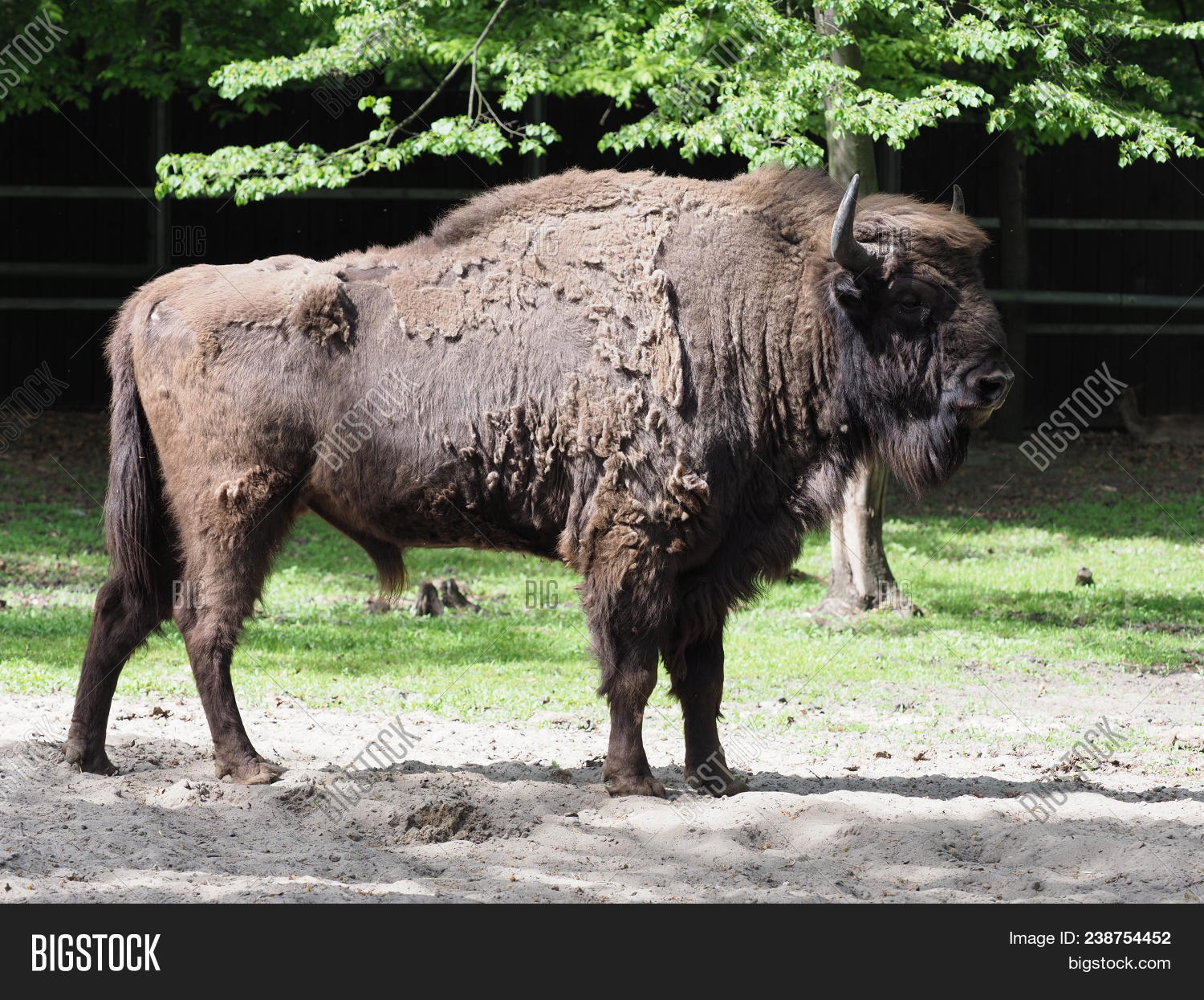 Danger European Bison Image & Photo (Free Trial) | Bigstock