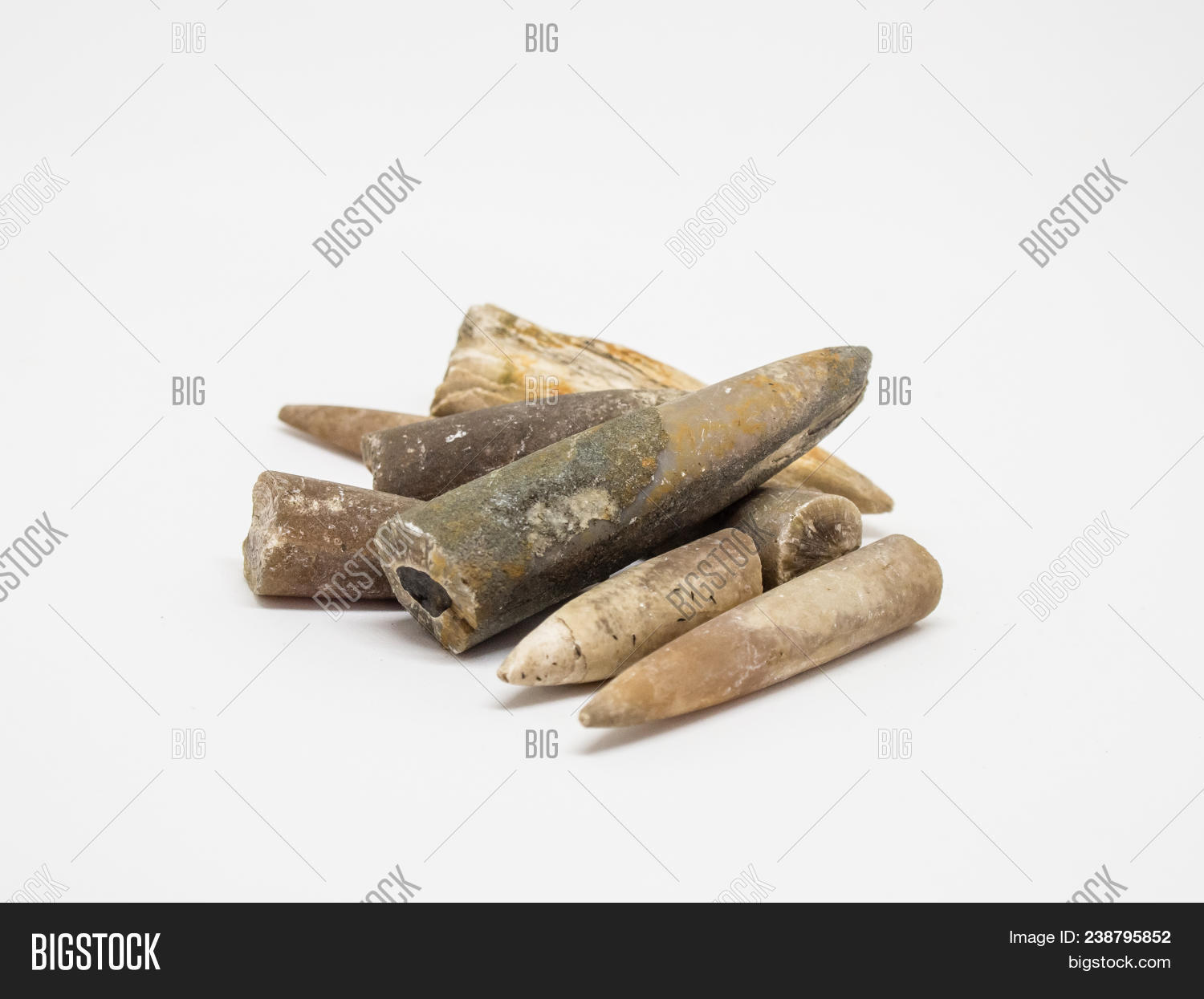 Belemnites Fossil On Image & Photo (Free Trial) | Bigstock