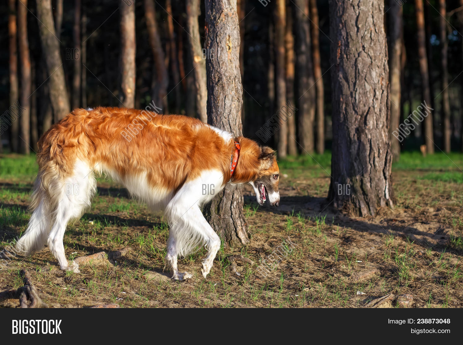 Russian Wolfhound Dog Image & Photo (Free Trial) | Bigstock