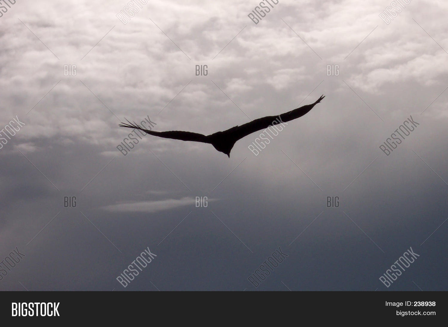 Soaring Image & Photo (Free Trial) | Bigstock