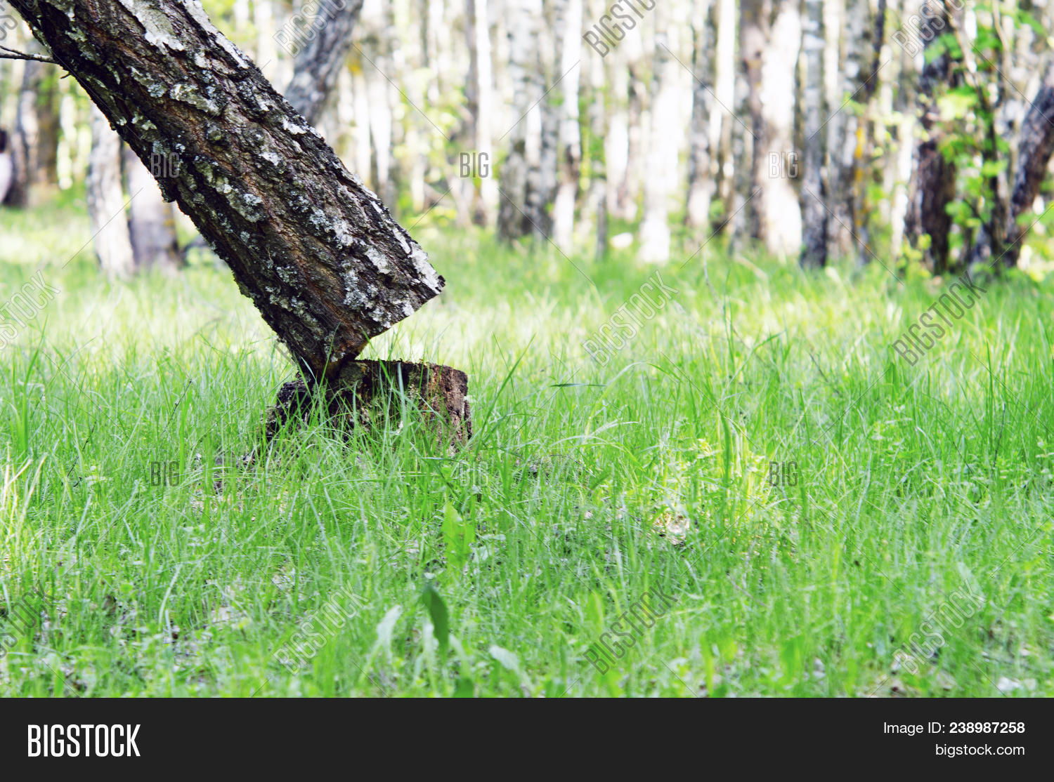 Stump Stem Tree Image & Photo (Free Trial) | Bigstock