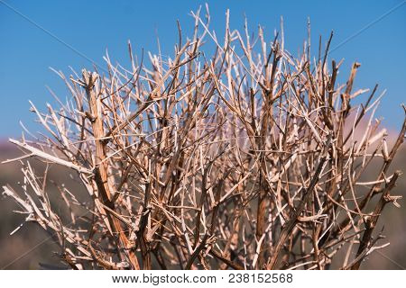 Haloxylon. Saxaul Tree Image & Photo (Free Trial) | Bigstock