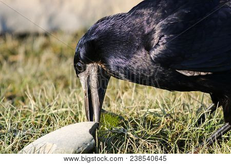 Rook Turning Over Rock Image & Photo (Free Trial) | Bigstock