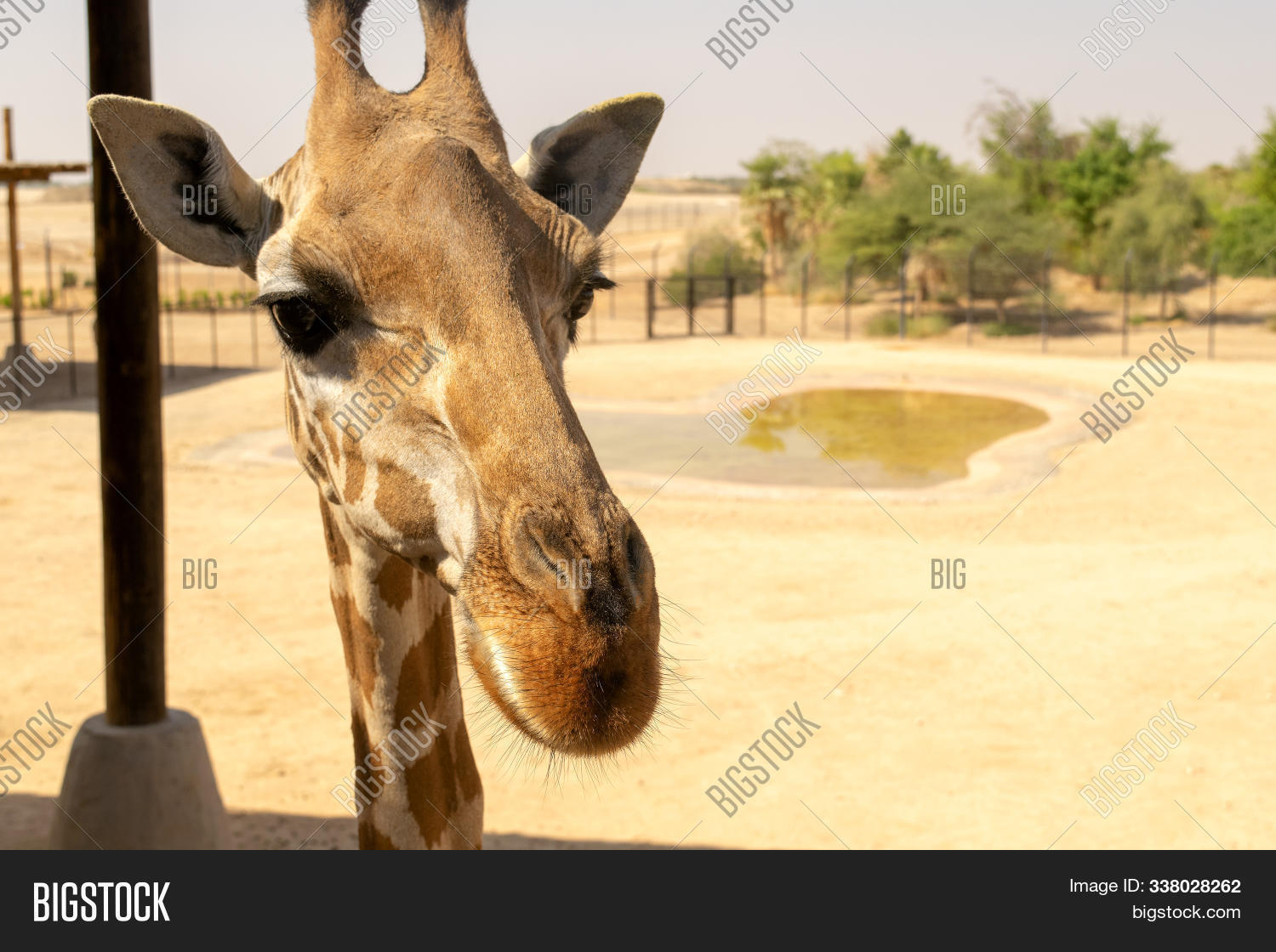 Beautiful Giraffe Face Image & Photo (Free Trial) | Bigstock