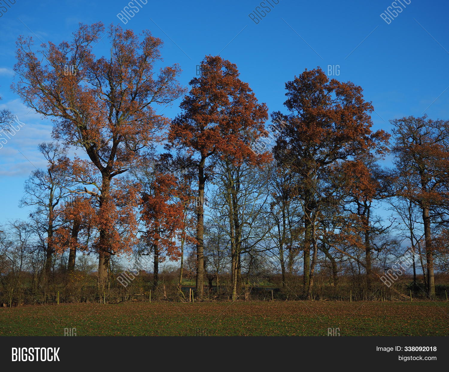 Trees Bronze Coloured Image & Photo (Free Trial) | Bigstock