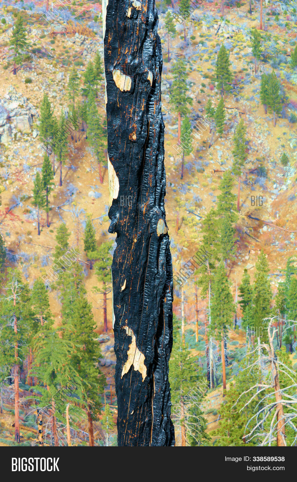 Remnants Burnt Pine Image & Photo (Free Trial) | Bigstock