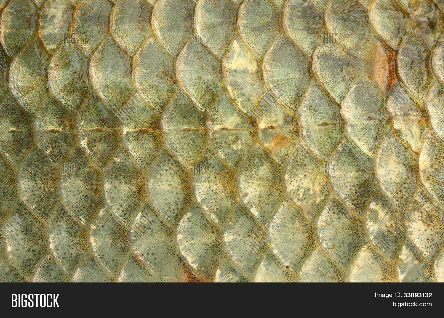 Fish Scales Close Up