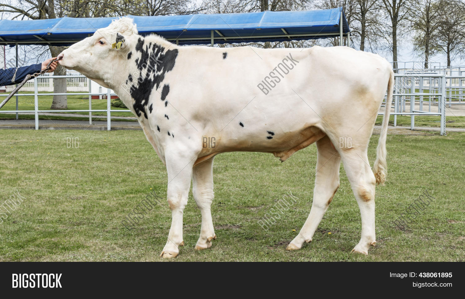 Tribal Bull On Farm. Image & Photo (Free Trial) | Bigstock