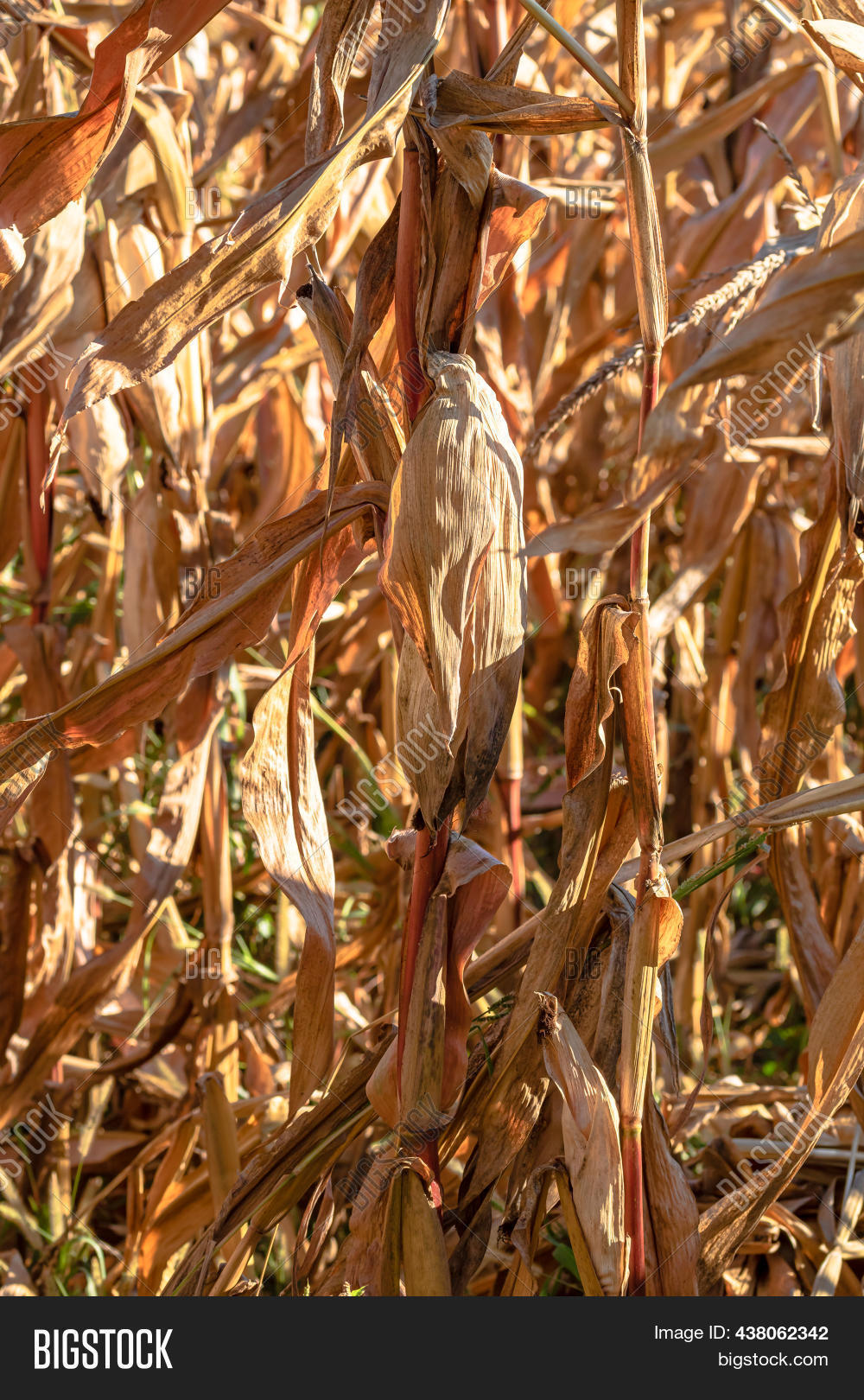 Ripe Dry Corn Stalks Image & Photo (Free Trial) | Bigstock