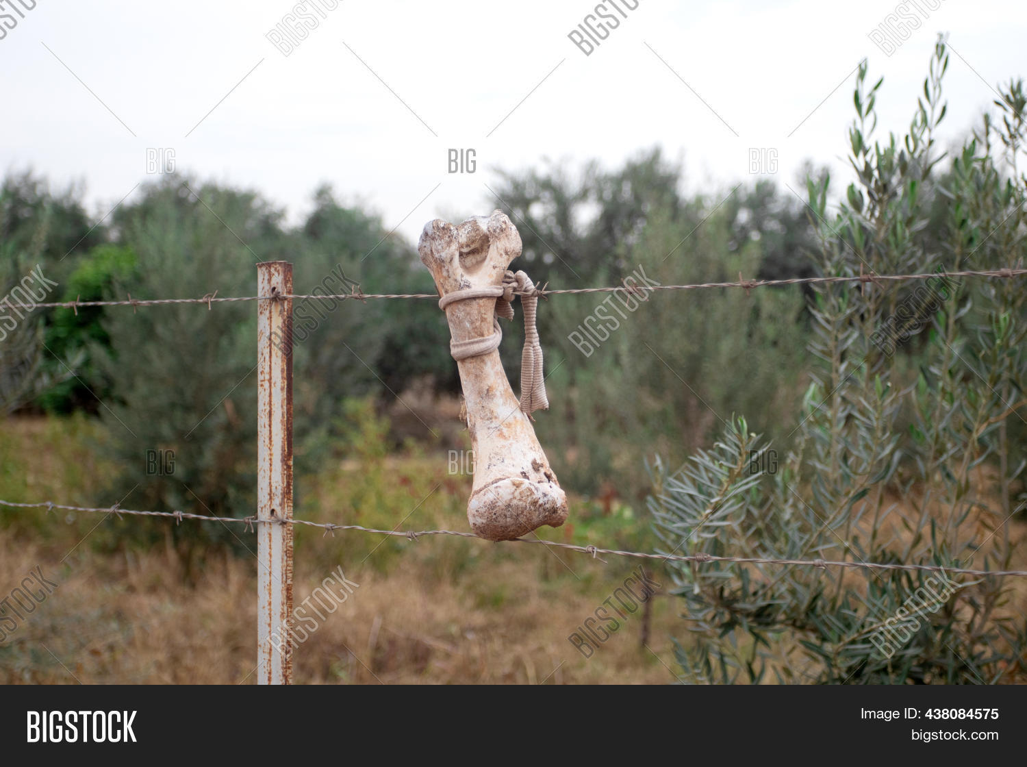 Animal Bone Tied Fence Image & Photo (Free Trial) | Bigstock