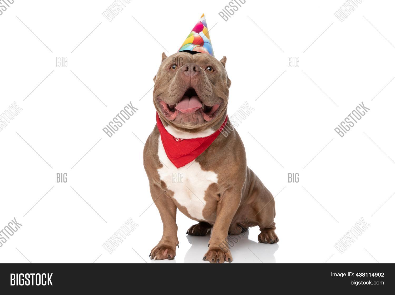 Happy American Bully Image & Photo (Free Trial) | Bigstock