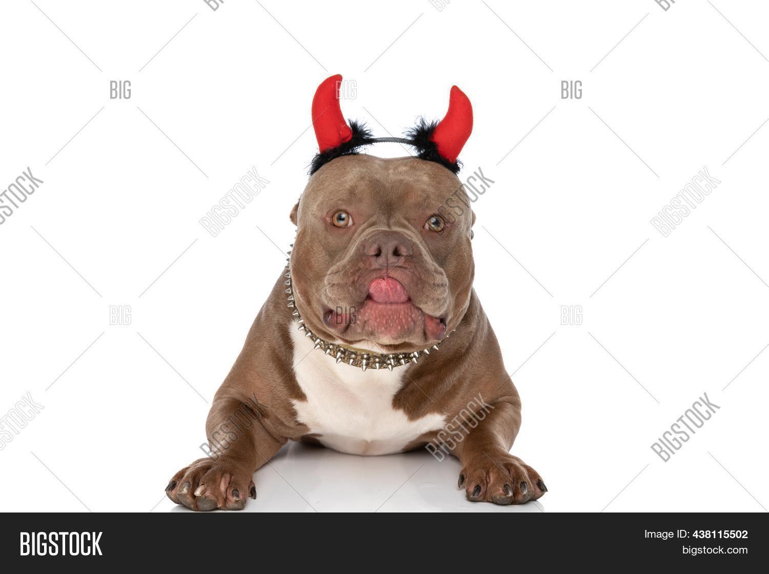 Adorable American Image & Photo (Free Trial) | Bigstock