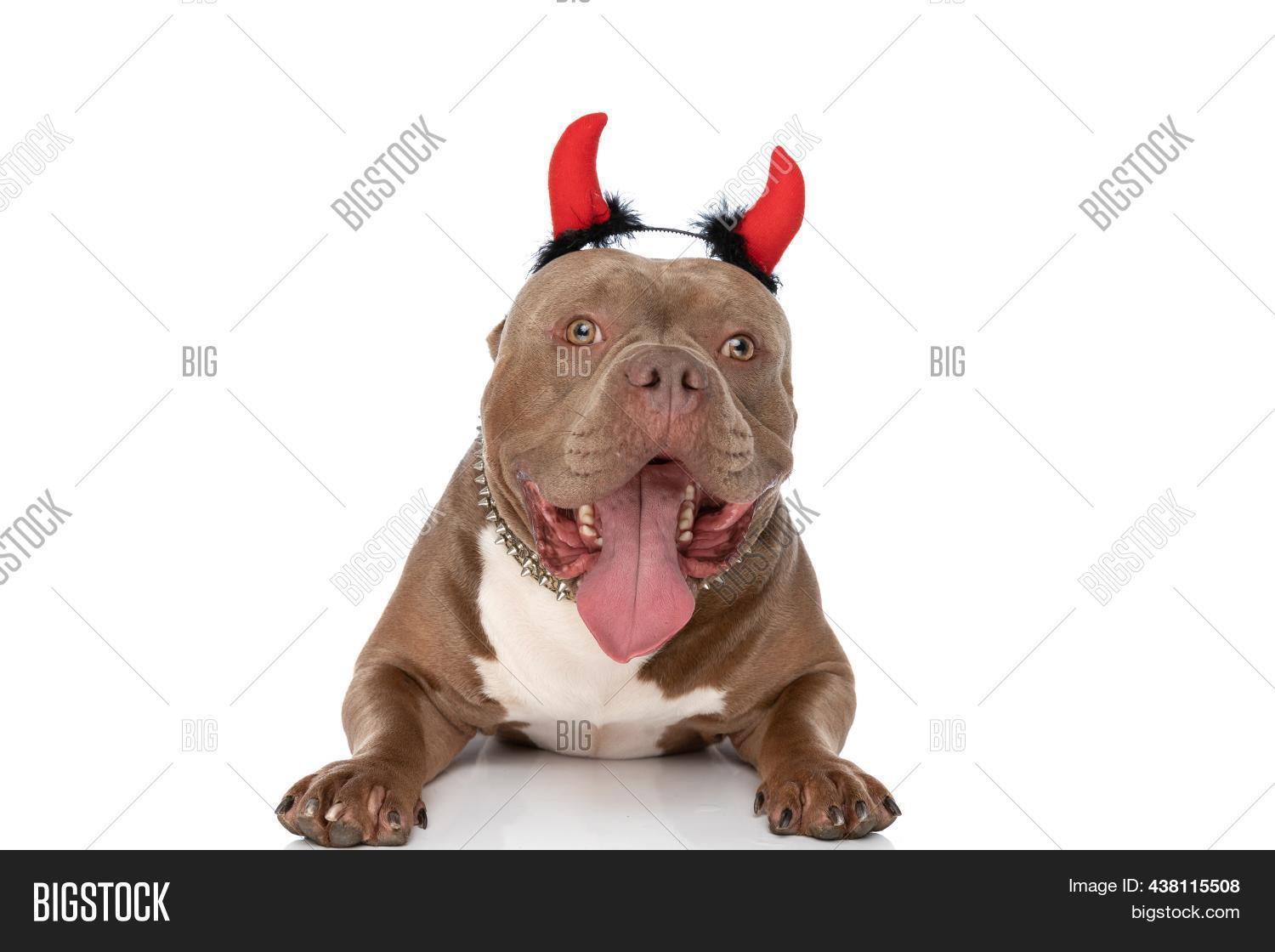 Brown American Bully Image & Photo (Free Trial) | Bigstock
