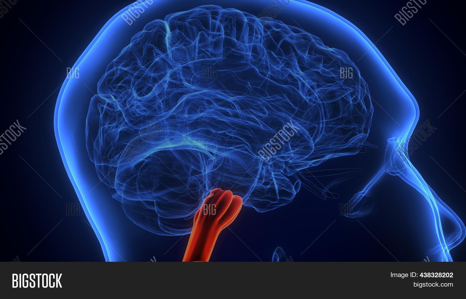 3d Illustration. Human Image & Photo (Free Trial) | Bigstock