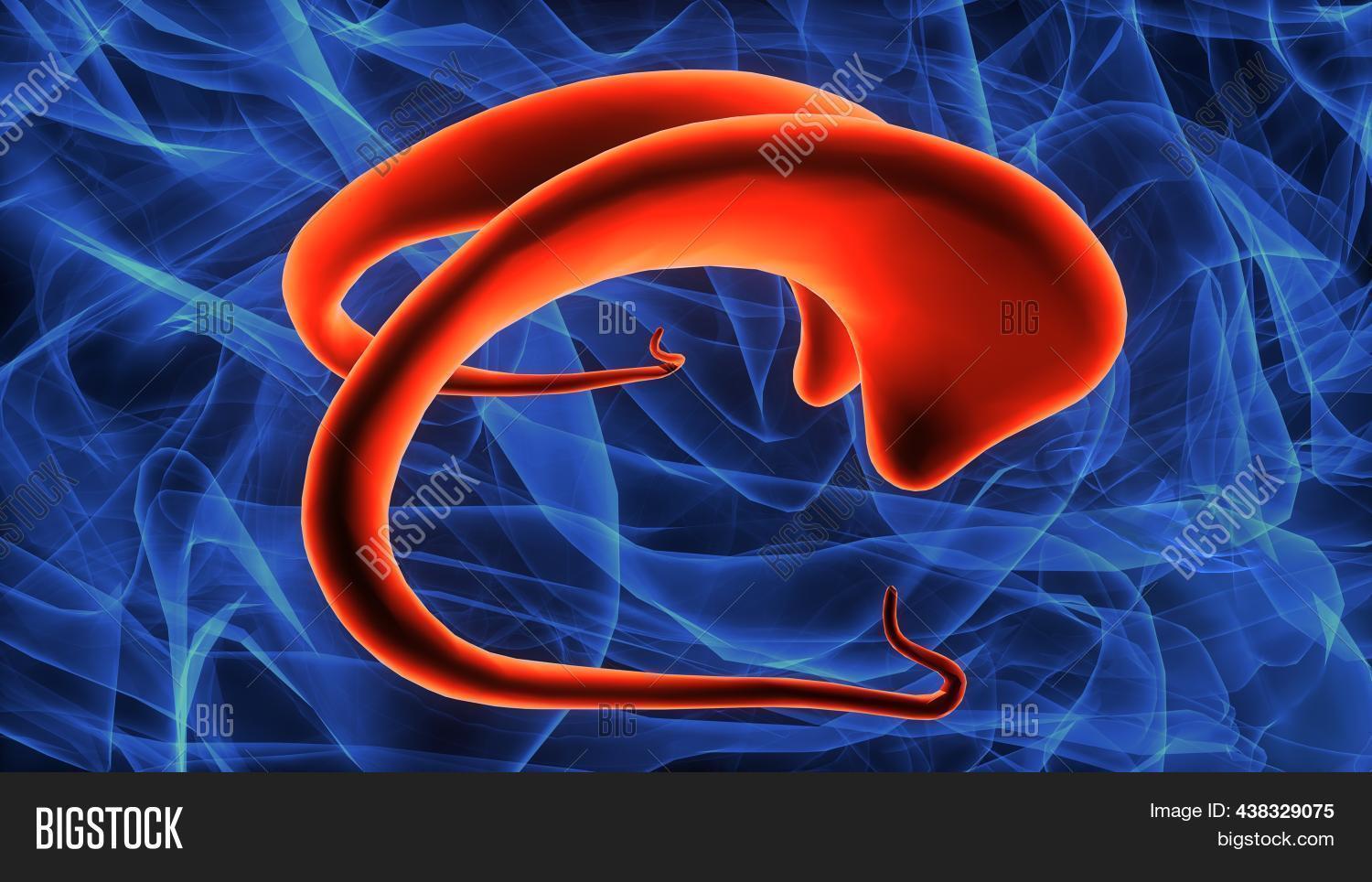 3d Illustration Human Image & Photo (Free Trial) | Bigstock