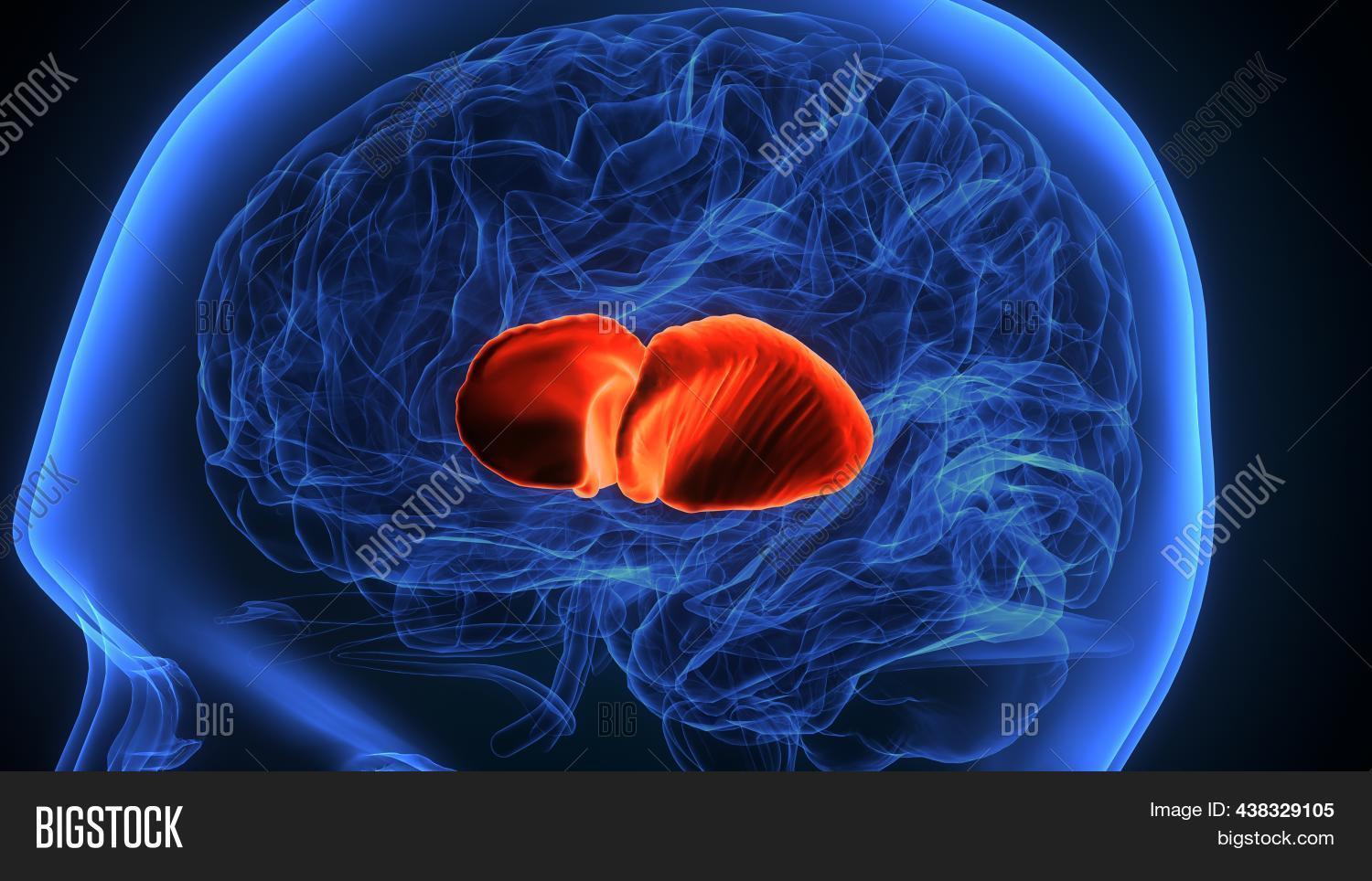 3d Illustration Human Image & Photo (Free Trial) | Bigstock