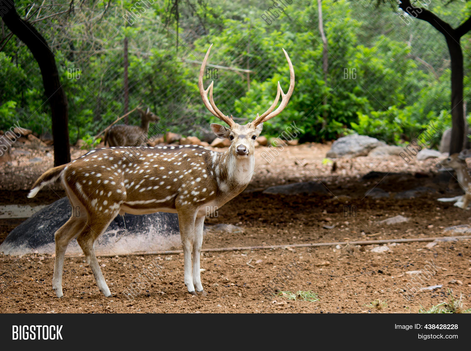 Deer True Deer Hoofed Image & Photo (Free Trial) | Bigstock