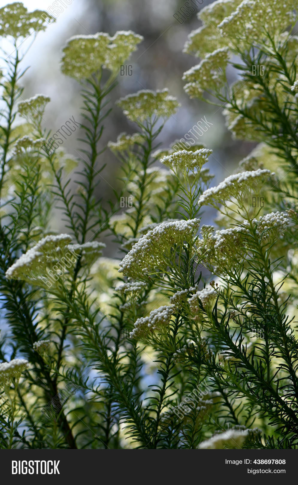 Australian Native Rice Image & Photo (Free Trial) | Bigstock