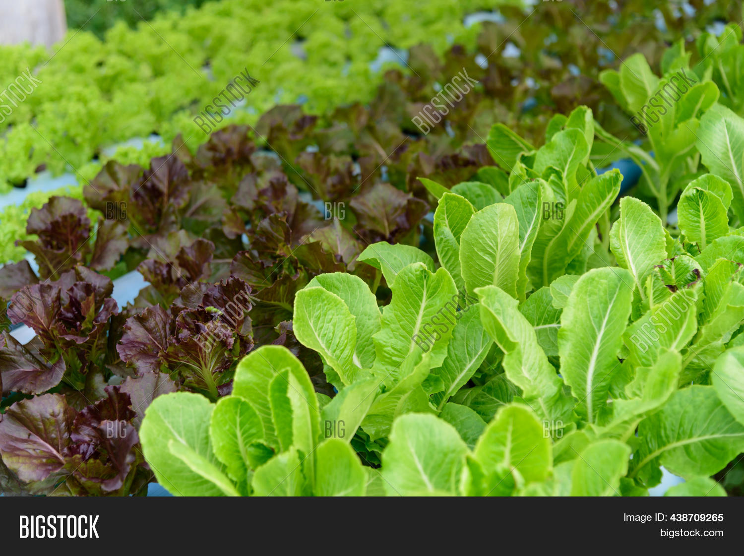 Red Coral Vegetable Image & Photo (Free Trial) | Bigstock