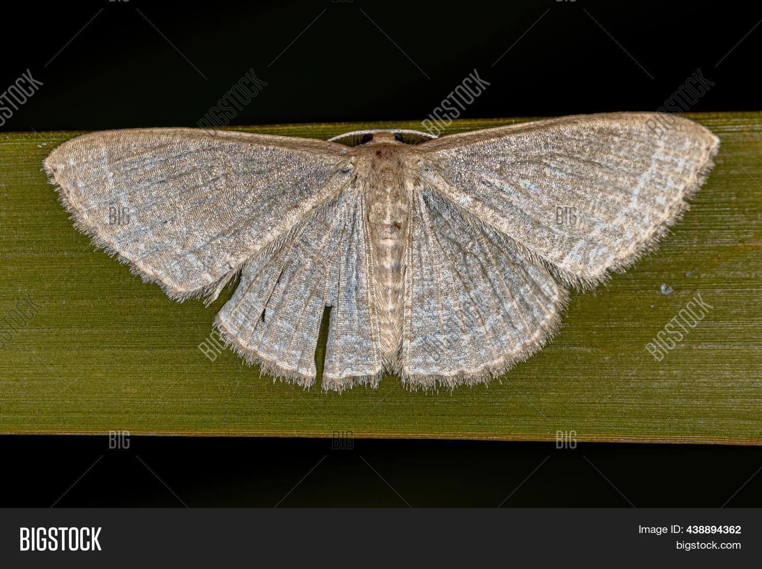 Adult Geometer Moth Image & Photo (Free Trial) | Bigstock