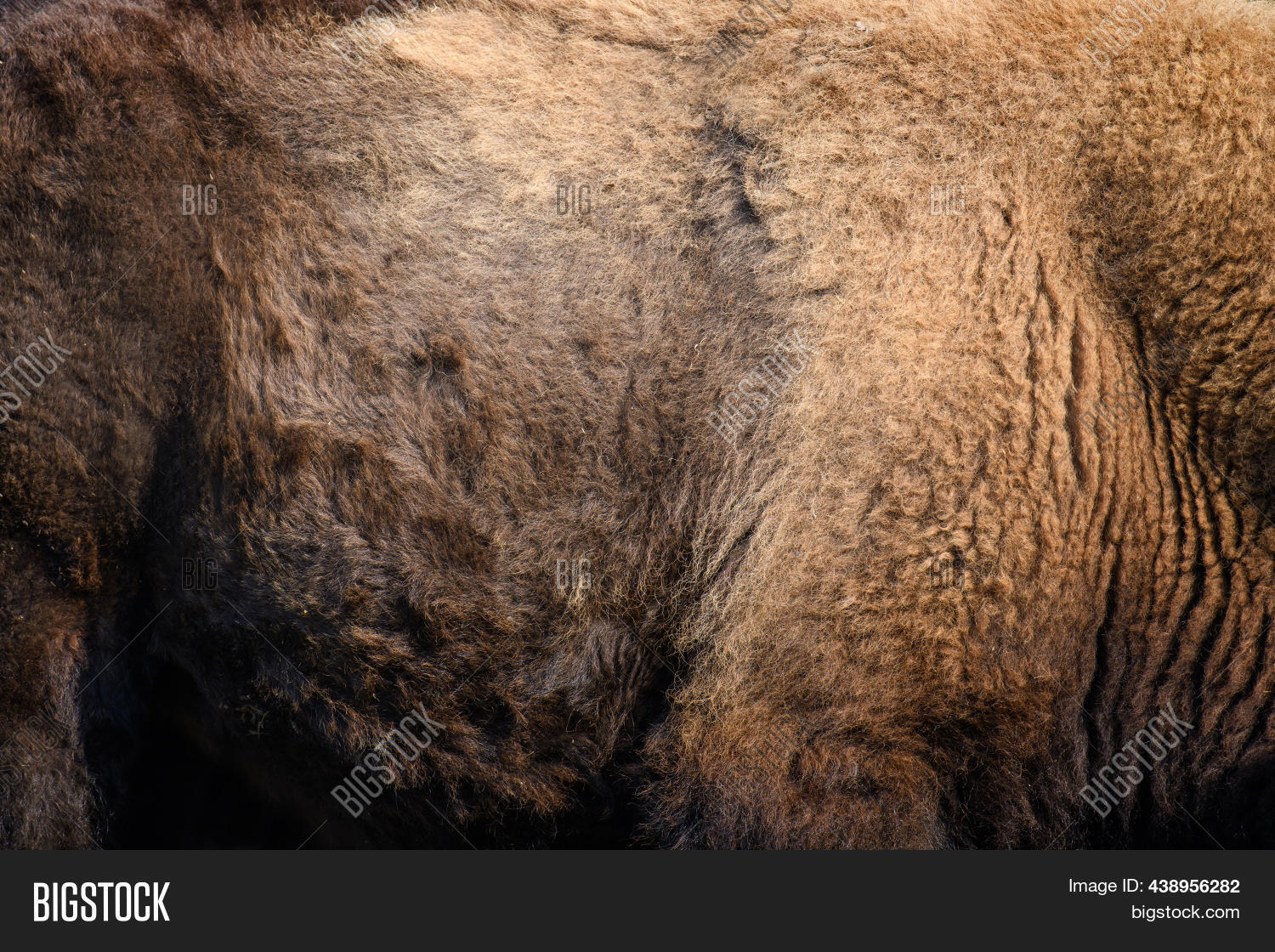 Real Fur Bison Skin Image & Photo (Free Trial) | Bigstock